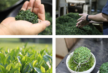 Buy Certified Organic Green Tea From Japan | ShiZen Tea